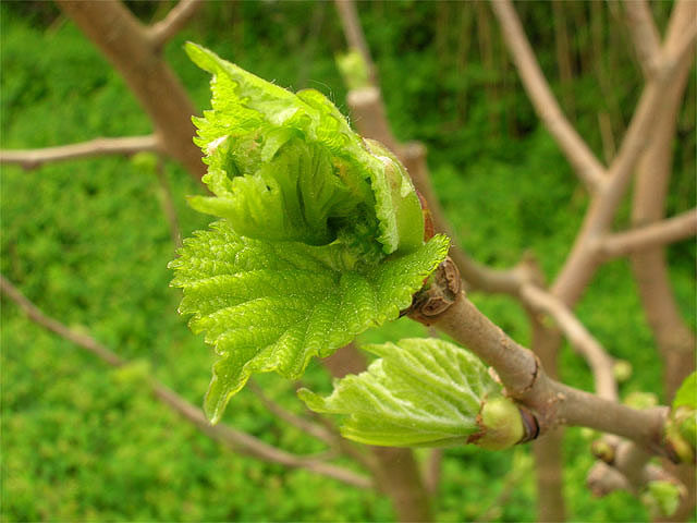 Natural Origami @ Fort IV