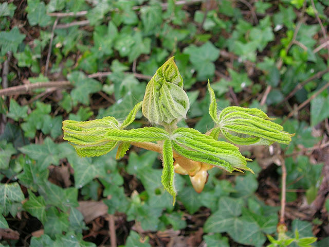 Natural Origami @ Fort IV