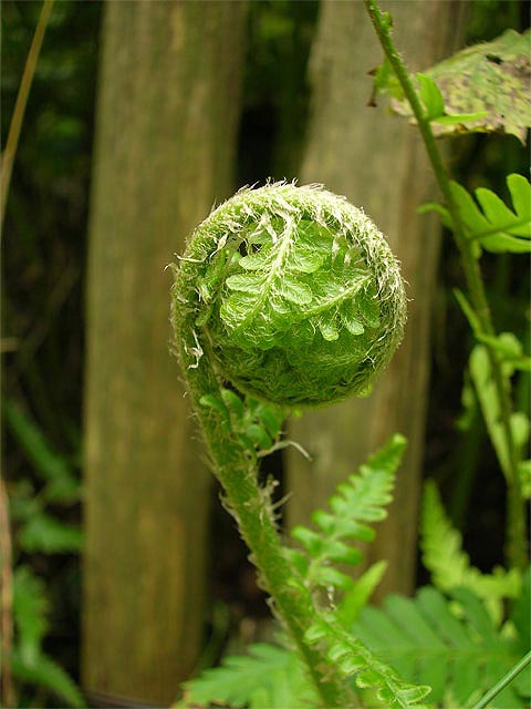 Natural Origami @ Fort IV