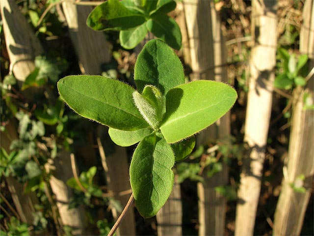 Natural Origami @ Fort IV