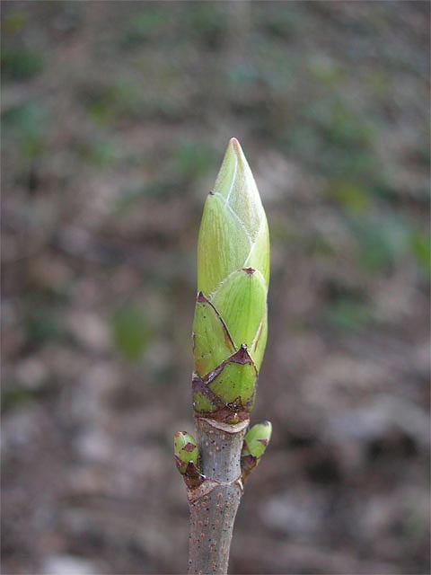 Natural Origami @ Fort IV