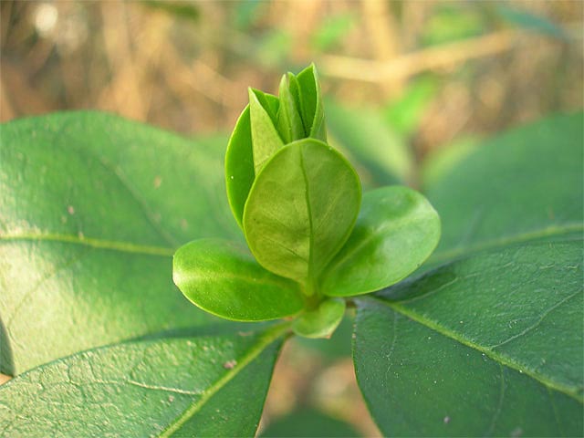 Natural Origami @ Fort IV