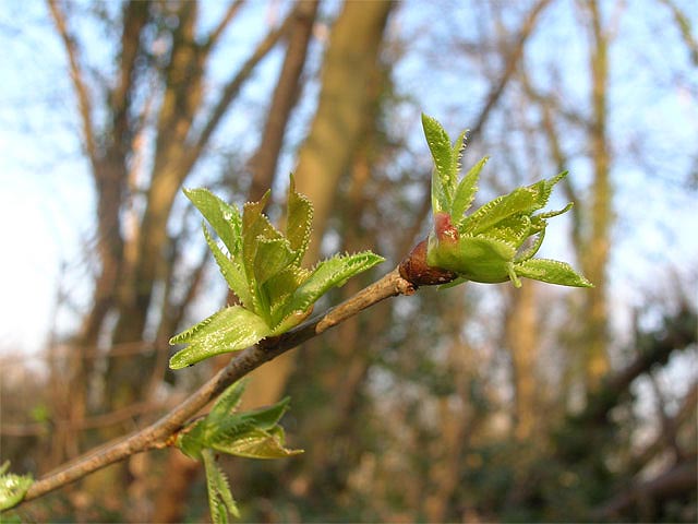 Natural Origami @ Fort IV