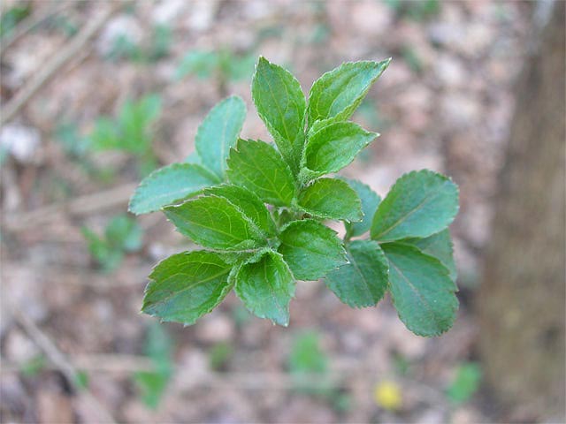 Natural Origami @ Fort IV