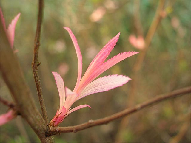Natural Origami @ Fort IV