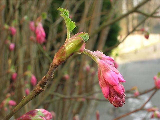 Natural Origami @ Fort IV