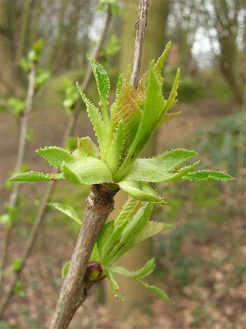 Natural Origami @ Fort IV