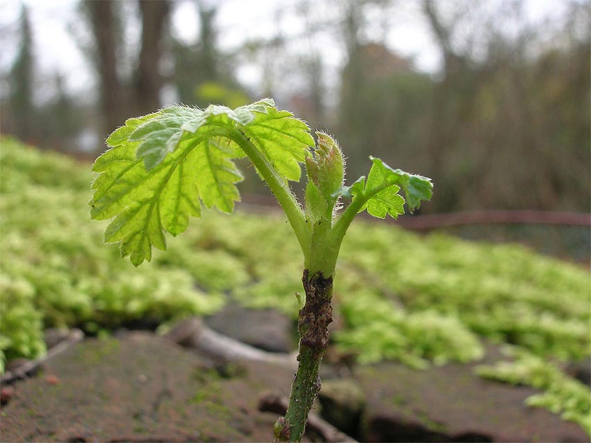 Natural Origami @ Fort IV