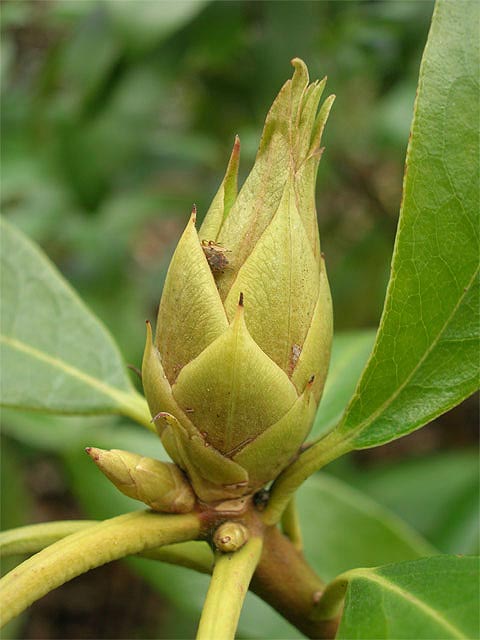 Natural Origami @ Fort IV