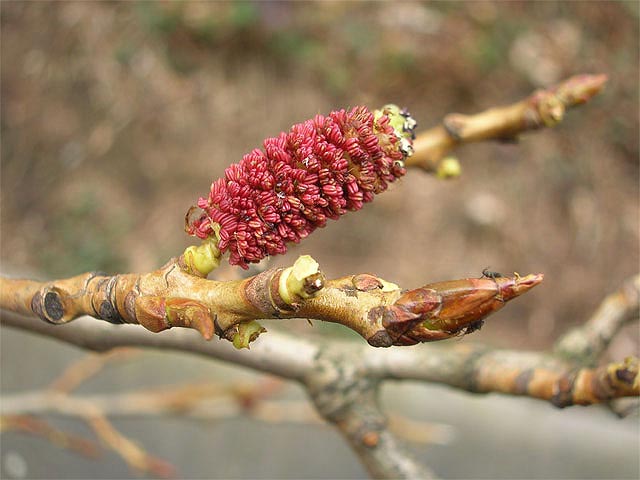 Natural Origami @ Fort IV