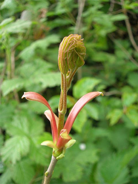 Natural Origami @ Fort IV