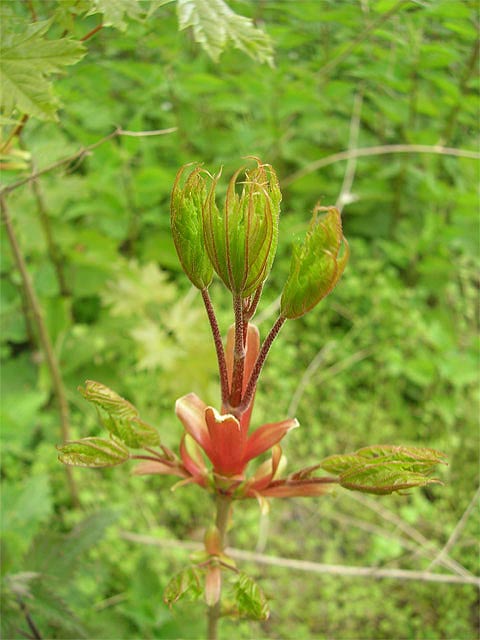 Natural Origami @ Fort IV