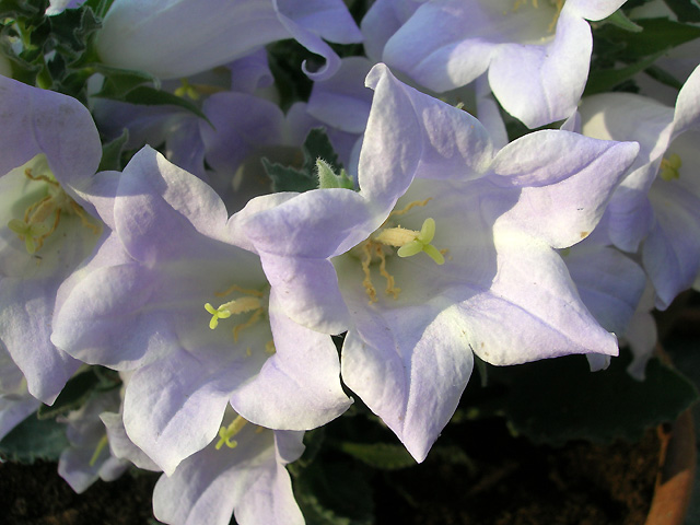 My Campanulaceae Collection @ my garden - Part 2
