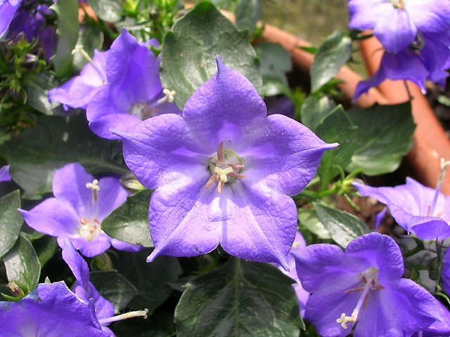 My Campanulaceae Collection @ my garden - Part 2